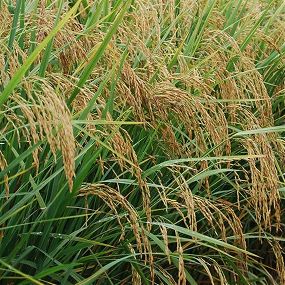 7 Varietas Padi Tahan Rebah - j-rice.id | 0812.1494.7225