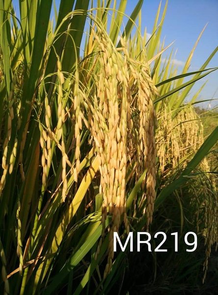 Benih Padi MR 219 | PROMO WA 081214947225 TERBATAS