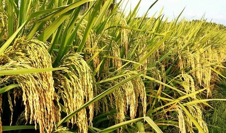 7 Varietas Benih Padi Unggul Umur Pendek 2021 - j-rice.id | 0812.1494.7225